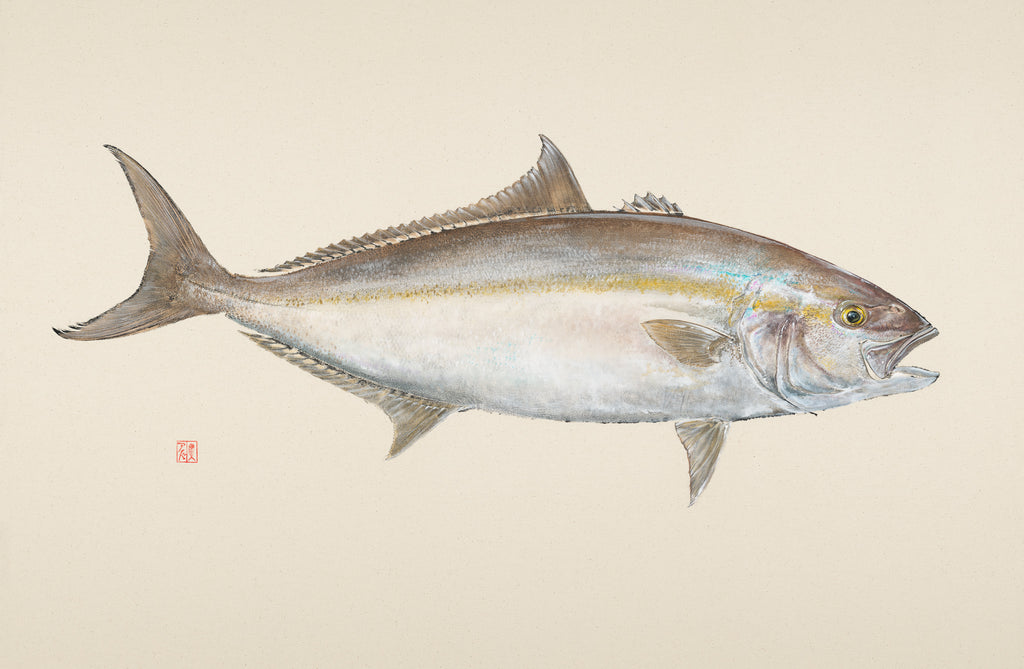 Amberjack Print – Salty Bones Gyotaku