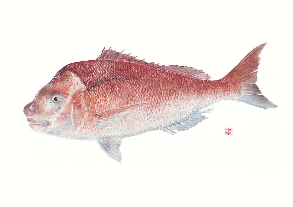 Snapper full colour print – Salty Bones Gyotaku