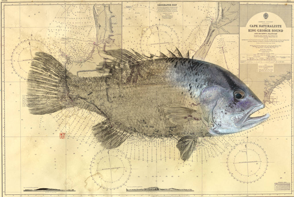 SW CHART SERIES - "Glaucosoma Hebraicum" (West Australian Dhufish) Lim ...