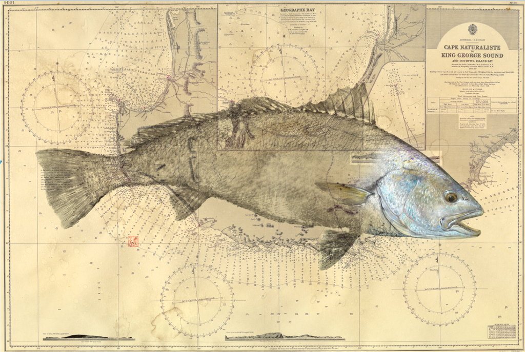 SW CHART SERIES - "Argyrosomus Japonicus" (Mulloway) /15 Limited Editi ...
