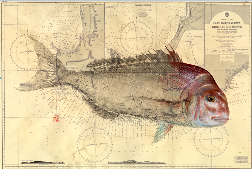 SW CHART SERIES - "Pagrus Auratus" (Pink Snapper) /15 Limited Edition ...
