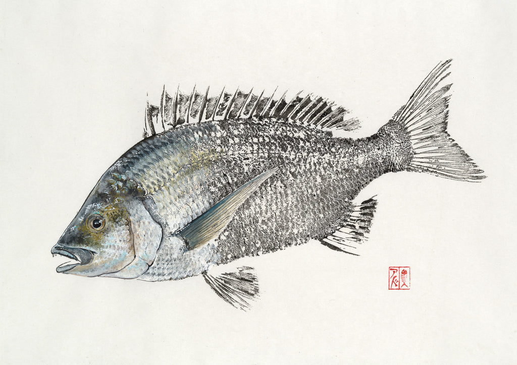 Black Bream Print – Salty Bones Gyotaku