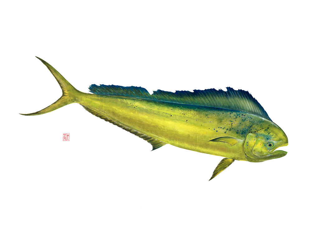 Mahi Mahi Full Colour Print – Salty Bones Gyotaku