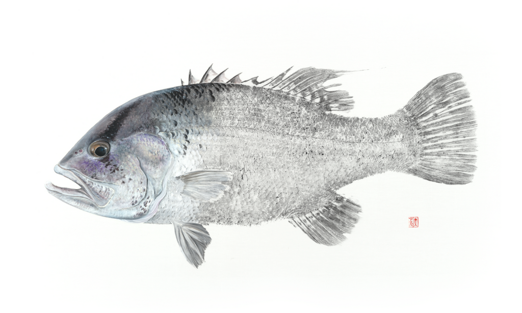 LIMITED EDITION - WORLD RECORD WEST AUSTRALIAN DHUFISH 1/5 – Salty ...